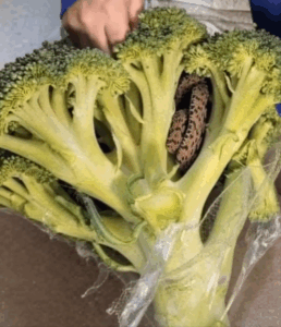 Shopper Finds Live Snake Hidden in Aldi Broccoli | Shocking UK ...